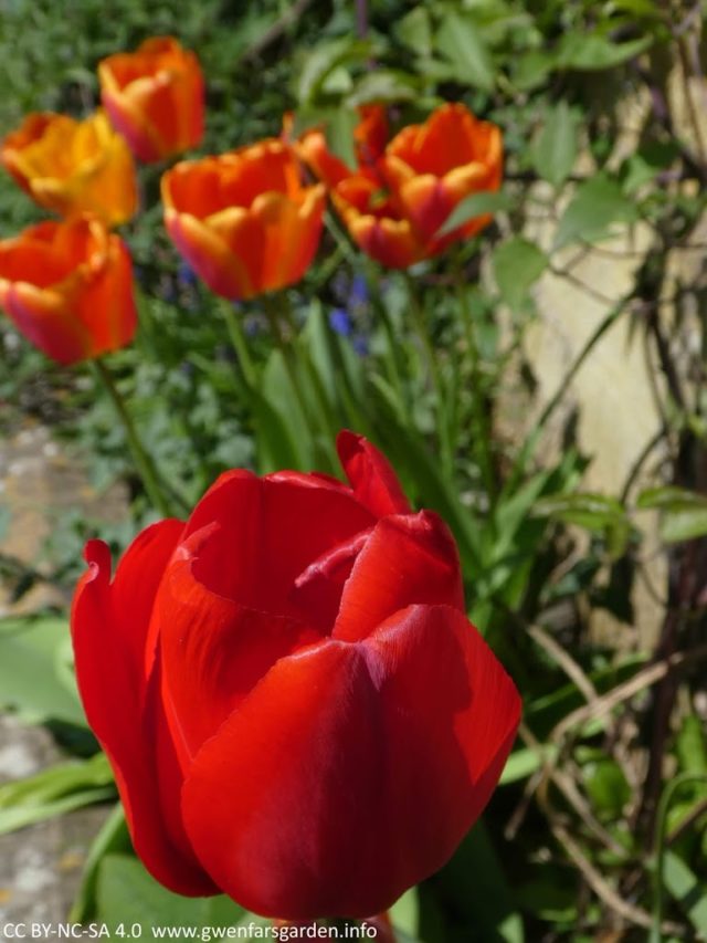 Tulip fever – Gwenfar's Garden and other musings