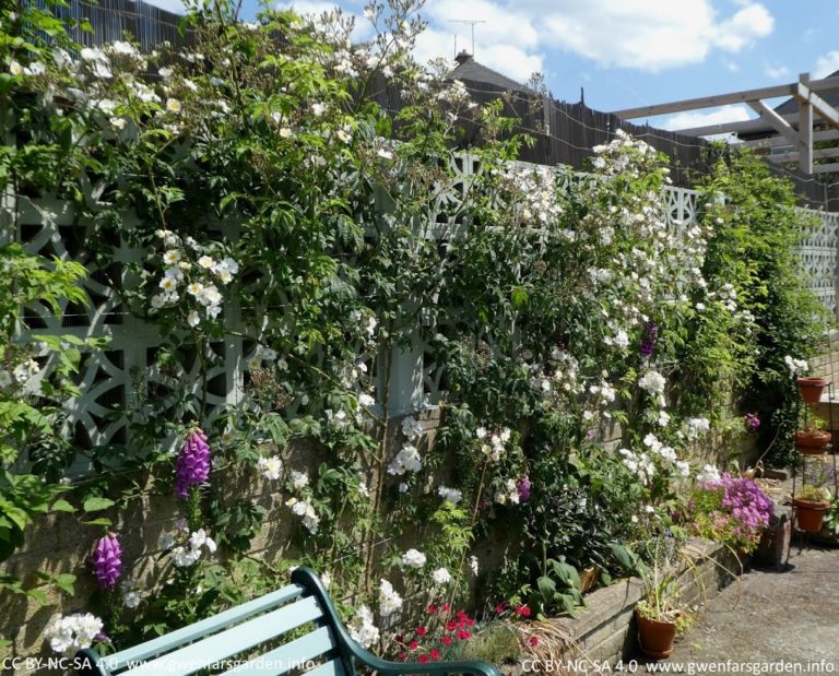 Happy ramblings: Rosa ‘Seagull’ – Gwenfar's Garden and other musings