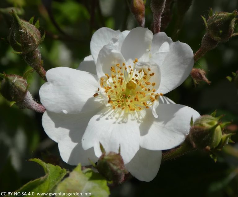 Happy ramblings: Rosa ‘Seagull’ – Gwenfar's Garden and other musings