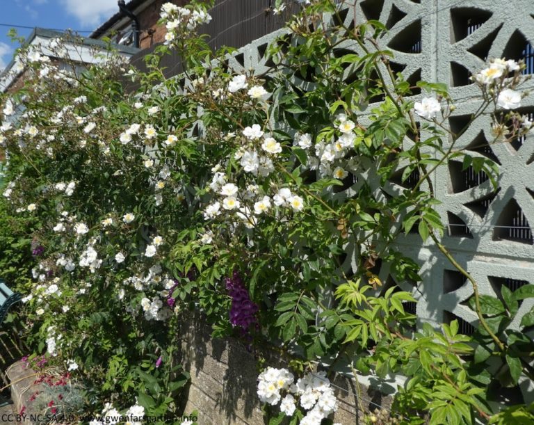 Happy ramblings: Rosa ‘Seagull’ – Gwenfar's Garden and other musings