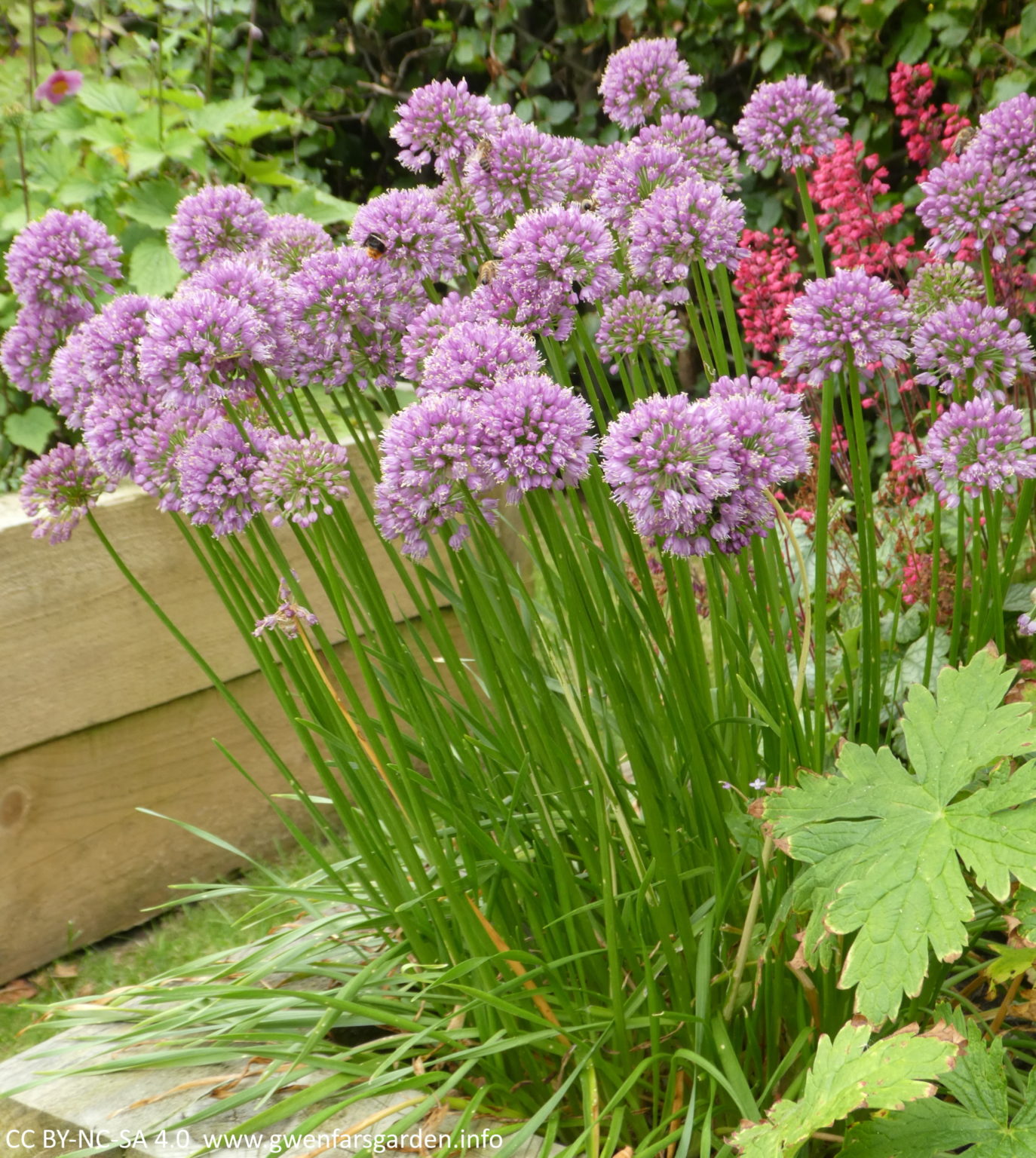 In praise of… Allium ‘Millenium’ – Gwenfar's Garden and other musings
