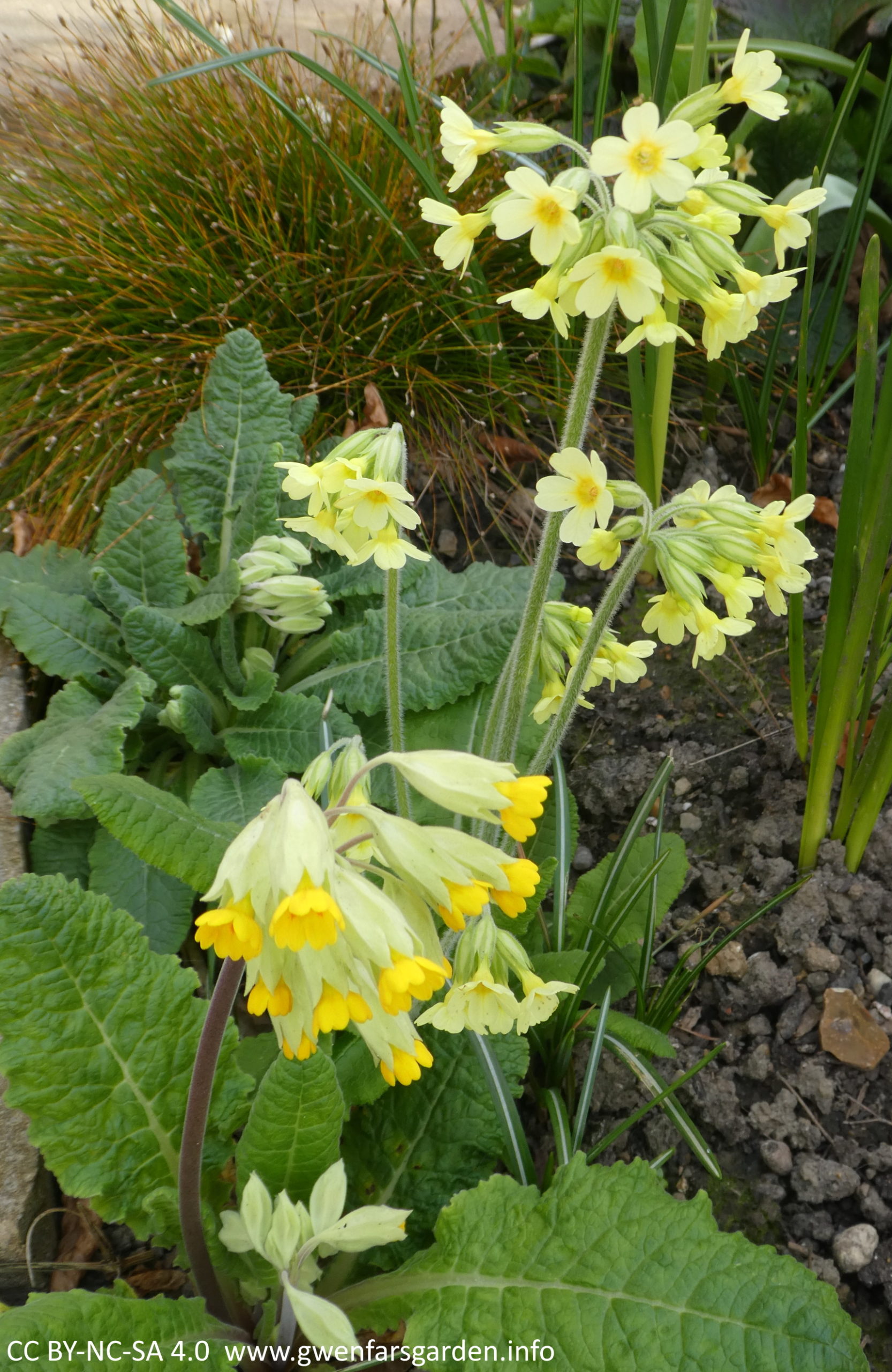 Front garden: Spring 2020 overview, in pictures – Gwenfar's Garden and ...