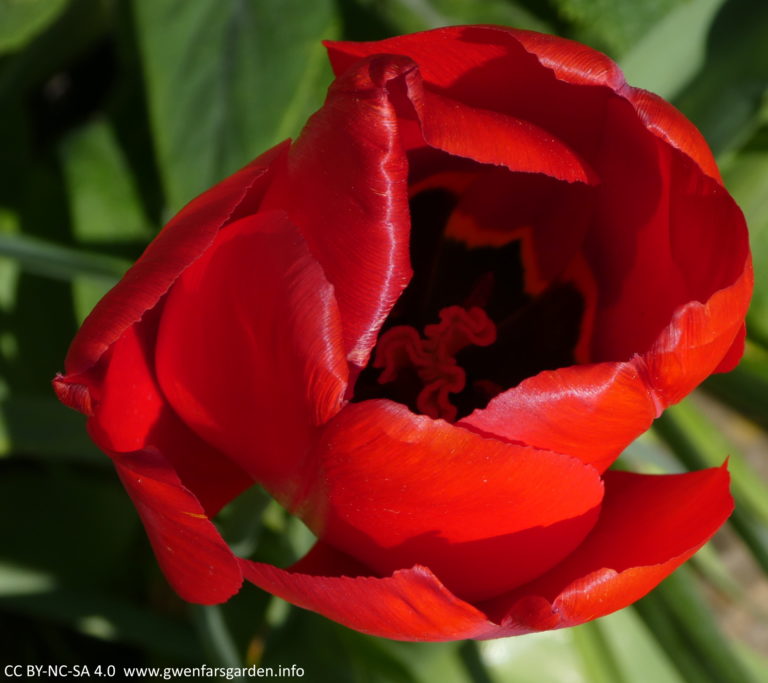 Tulip fever – Gwenfar's Garden and other musings