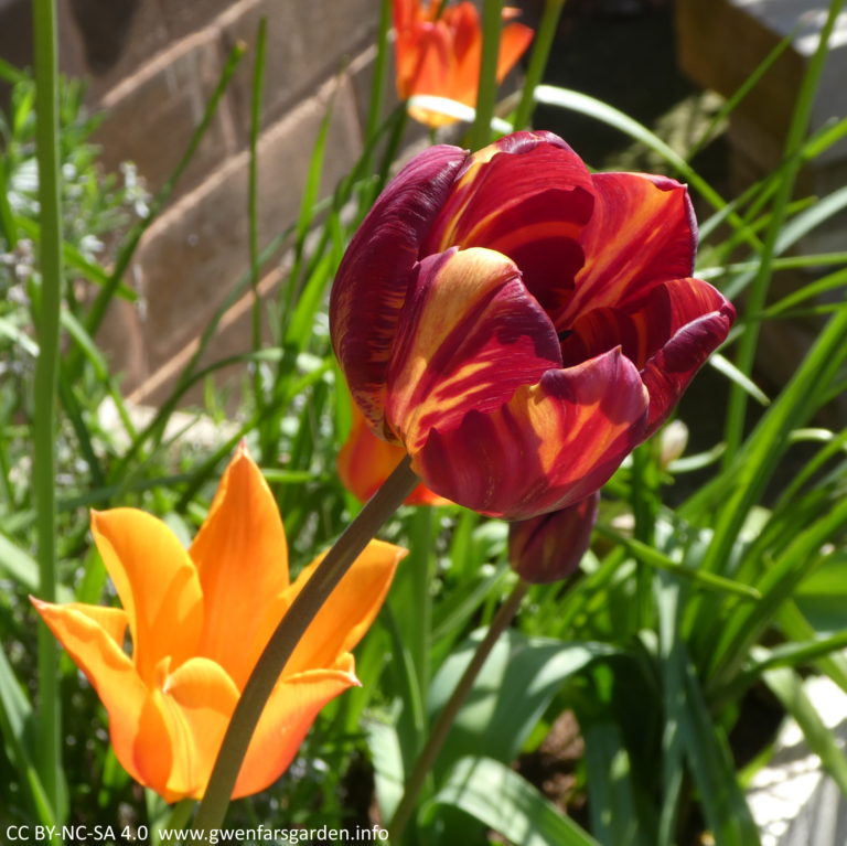 Tulip fever – Gwenfar's Garden and other musings