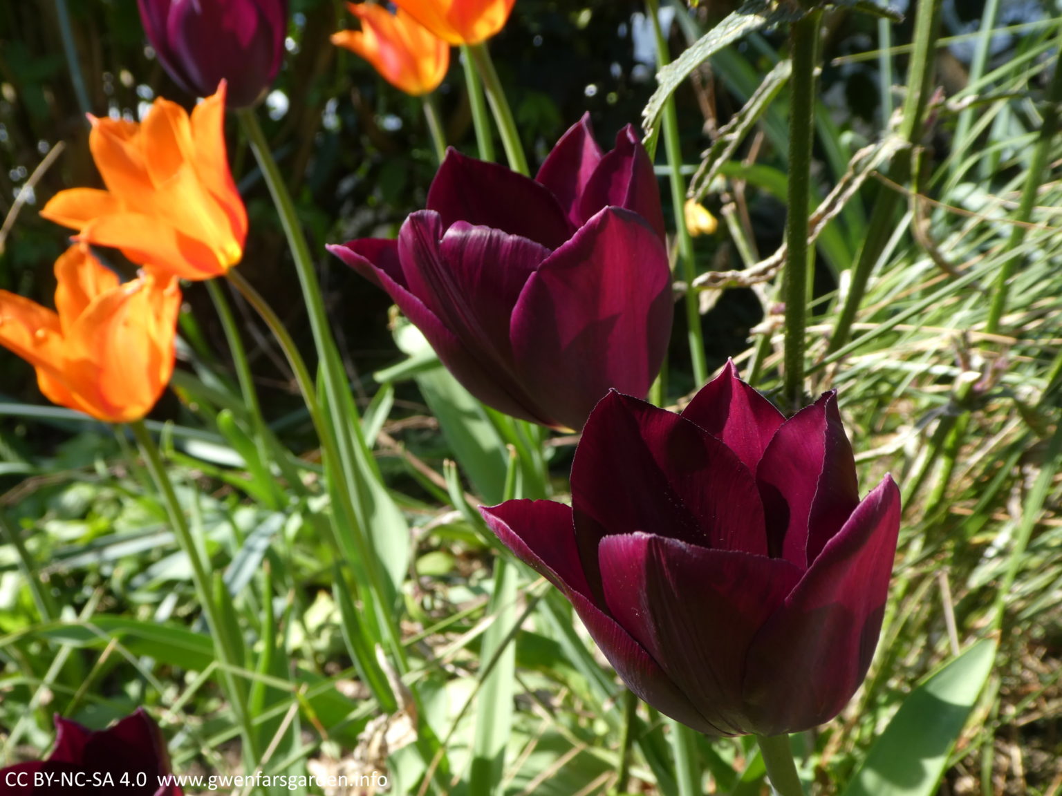 Tulip fever – Gwenfar's Garden and other musings