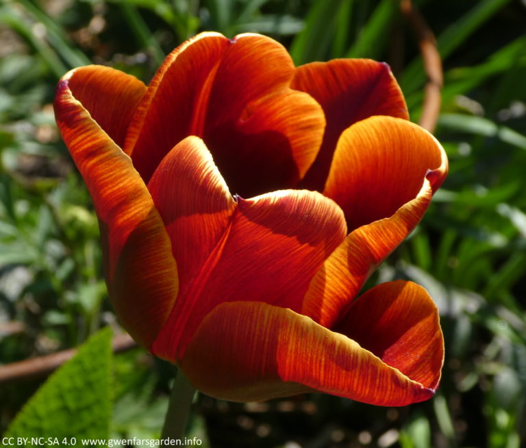 Tulip fever – Gwenfar's Garden and other musings