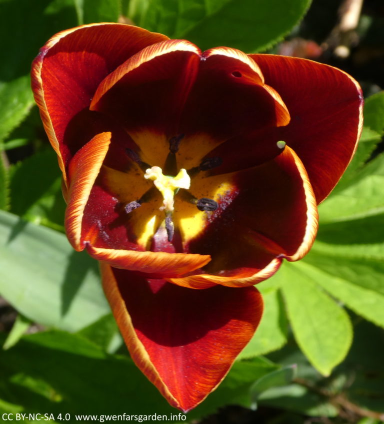Tulip fever – Gwenfar's Garden and other musings